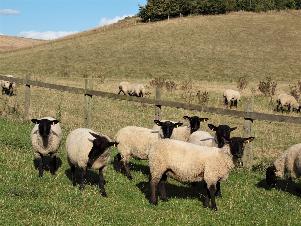 Swindale round Drewton Wold – East Riding Walks